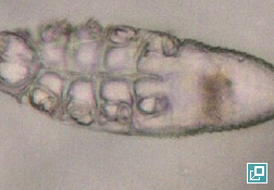 Zoetis